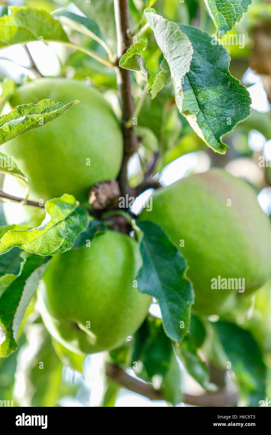 Organic granny smith apples on hi-res stock photography and images - Alamy