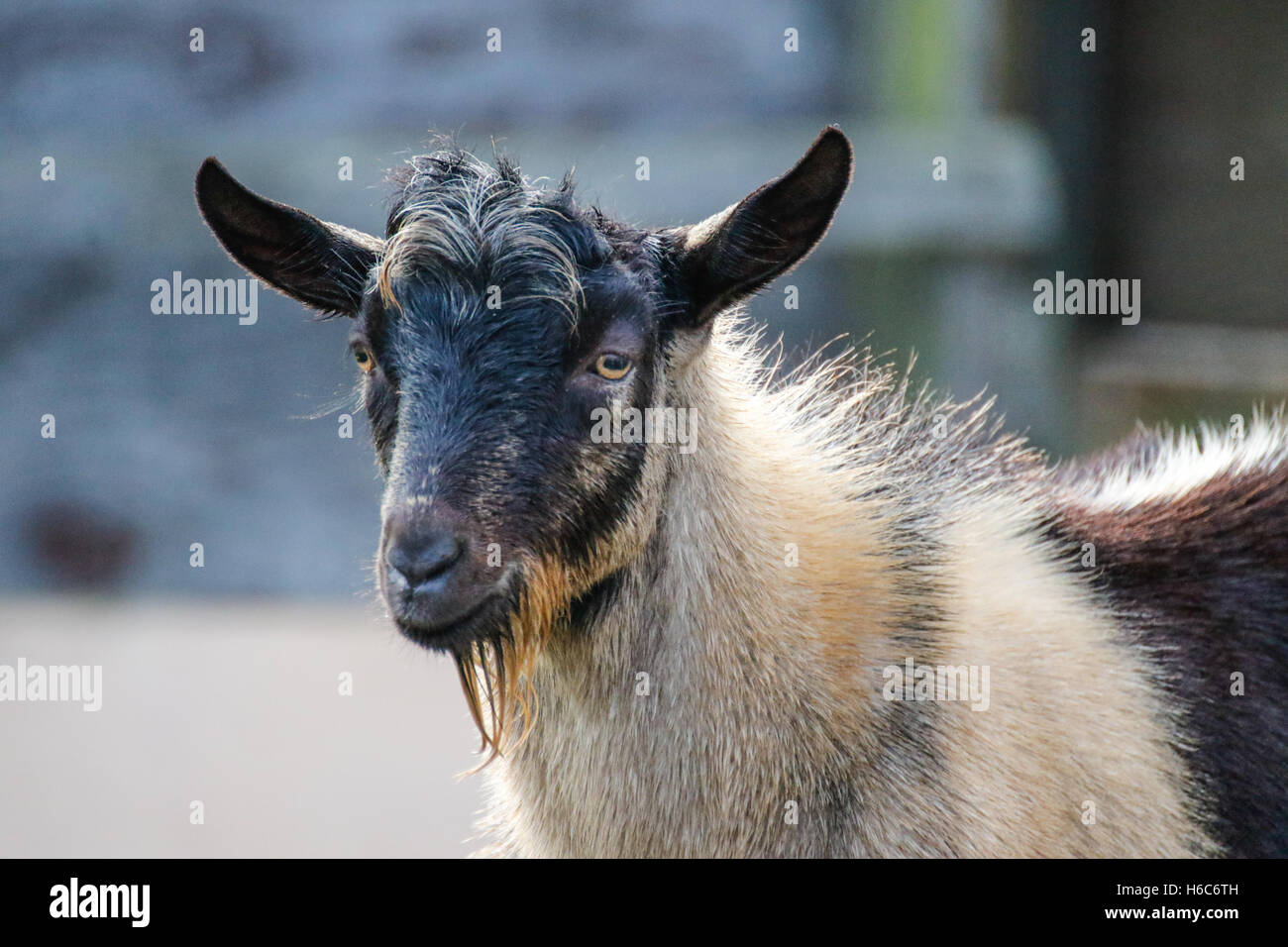 Billy goat standing around Stock Photo - Alamy