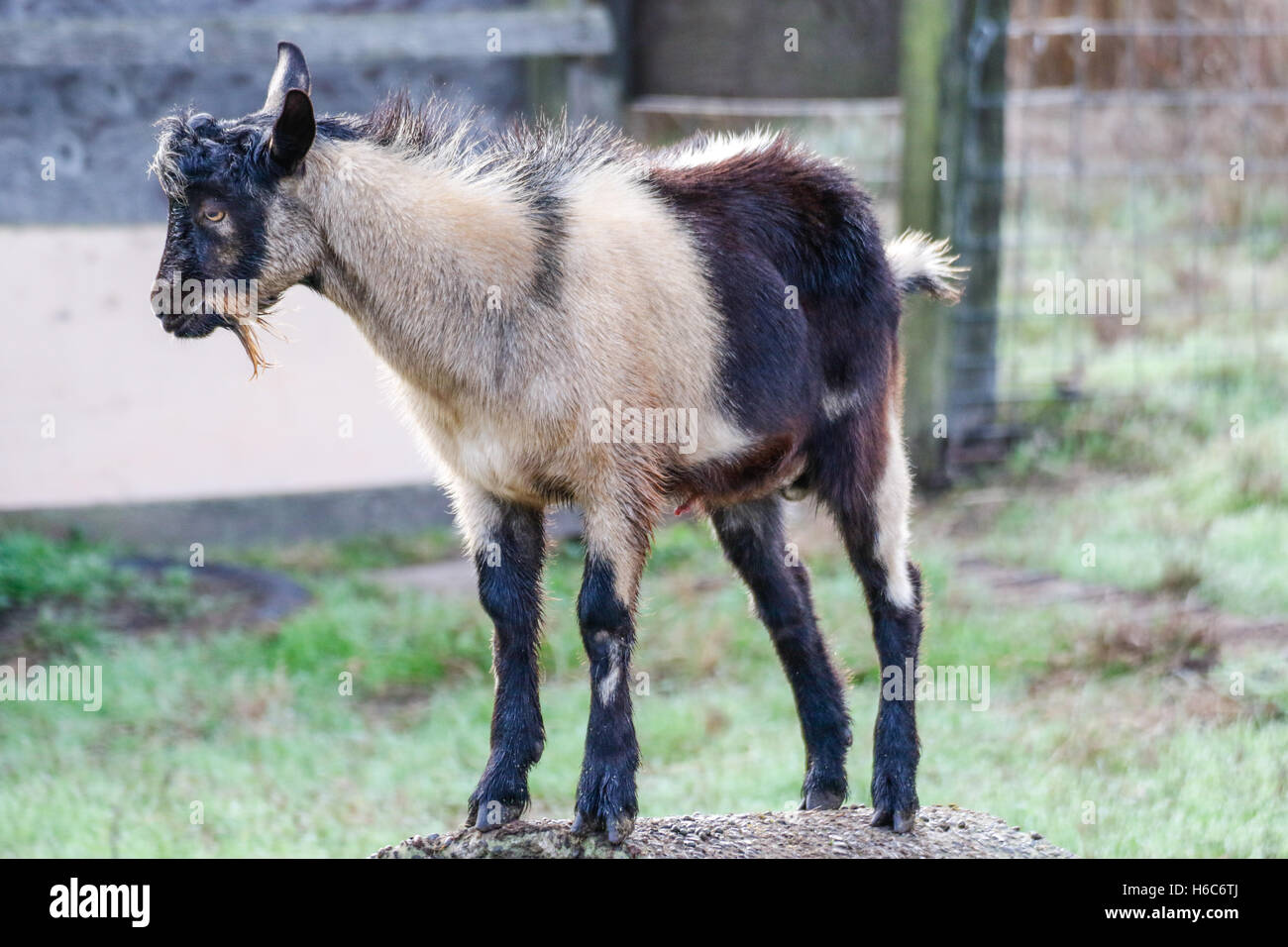 Billy goat standing around Stock Photo - Alamy