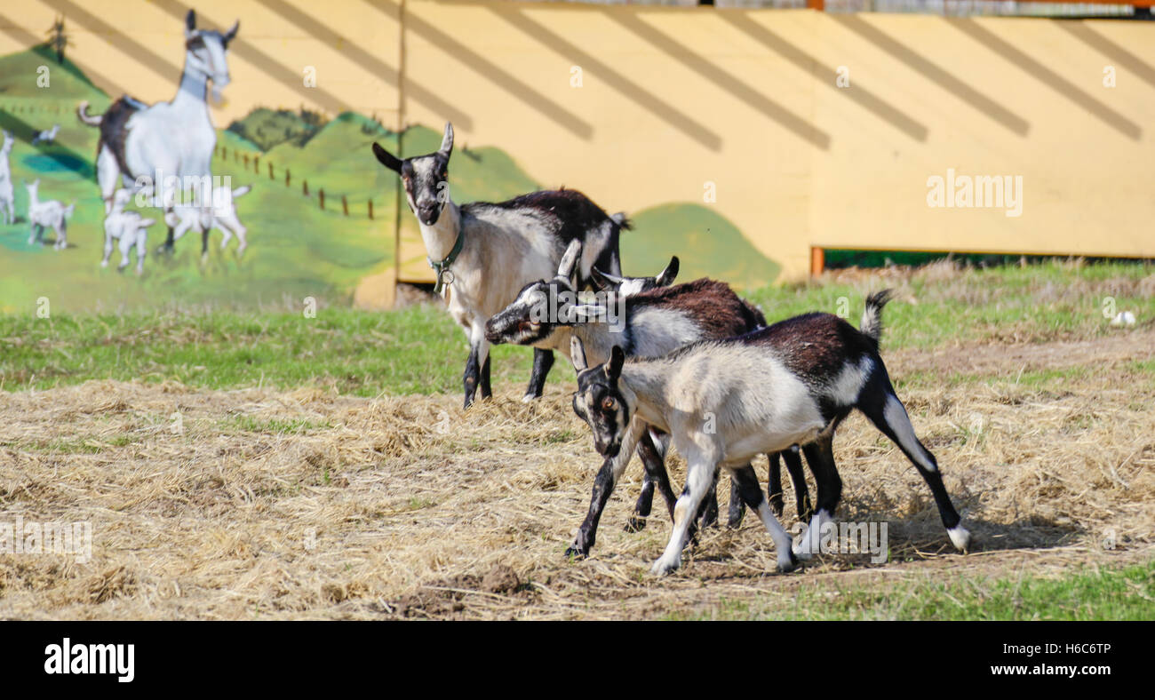 Goats playing outside Stock Photo - Alamy