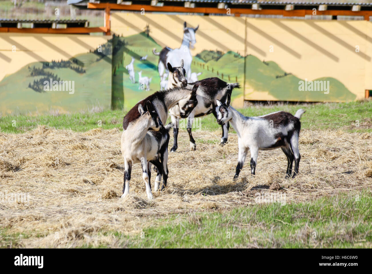 Goats playing outside Stock Photo - Alamy