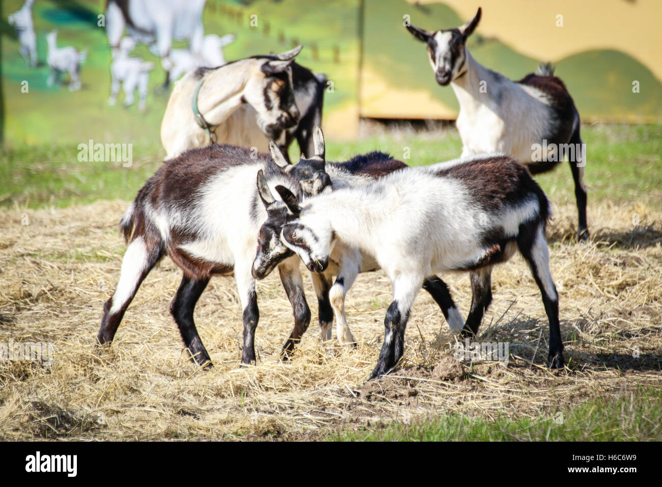 Goats playing outside Stock Photo - Alamy