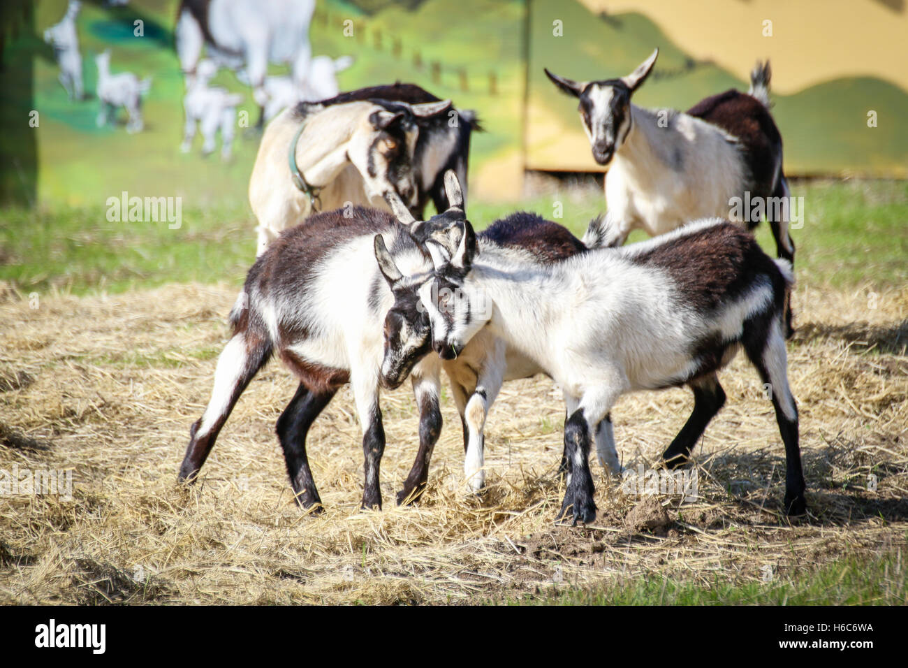 Goats playing outside Stock Photo - Alamy