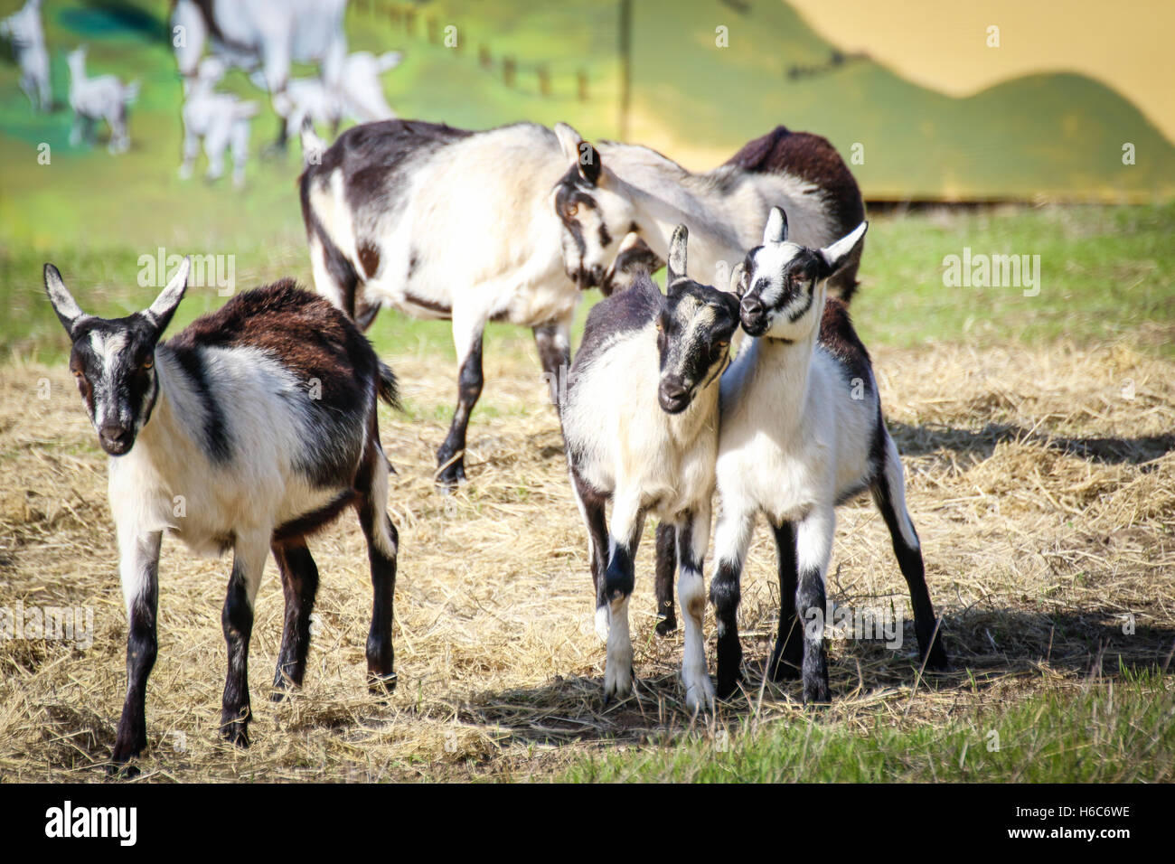 Goats playing outside Stock Photo - Alamy