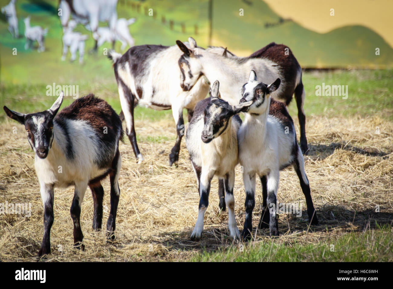 Goats playing outside Stock Photo - Alamy