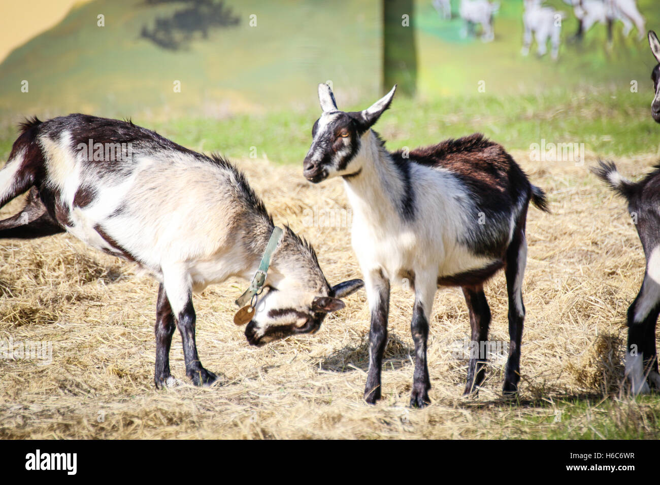 Running goats hi-res stock photography and images - Alamy