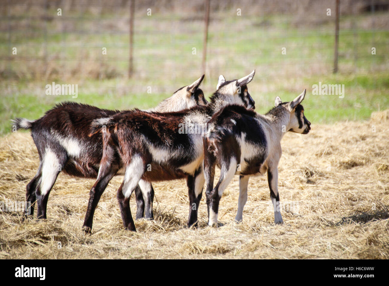 Goats playing outside Stock Photo - Alamy