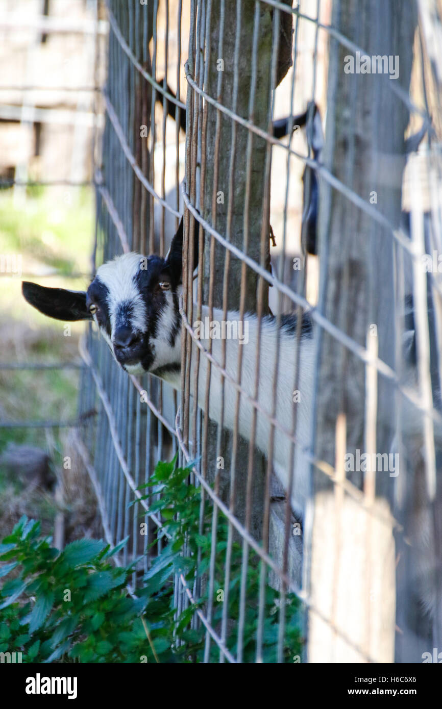 Goats playing outside Stock Photo - Alamy