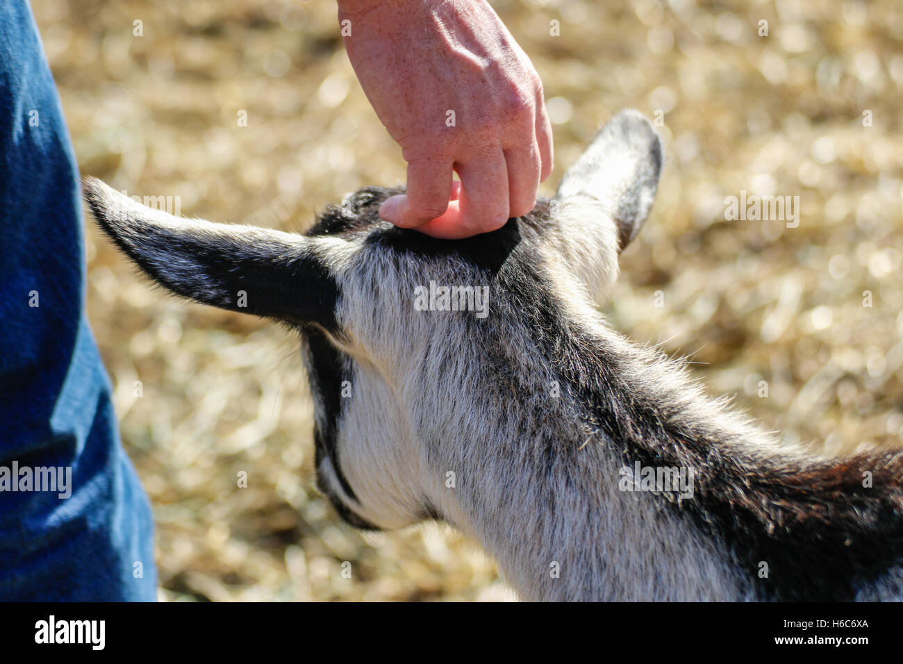 Female goat hi-res stock photography and images - Alamy