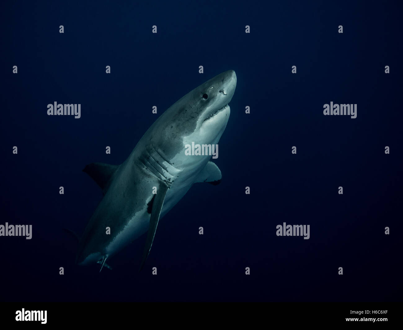 Great white shark teeth jaws hi-res stock photography and images - Alamy