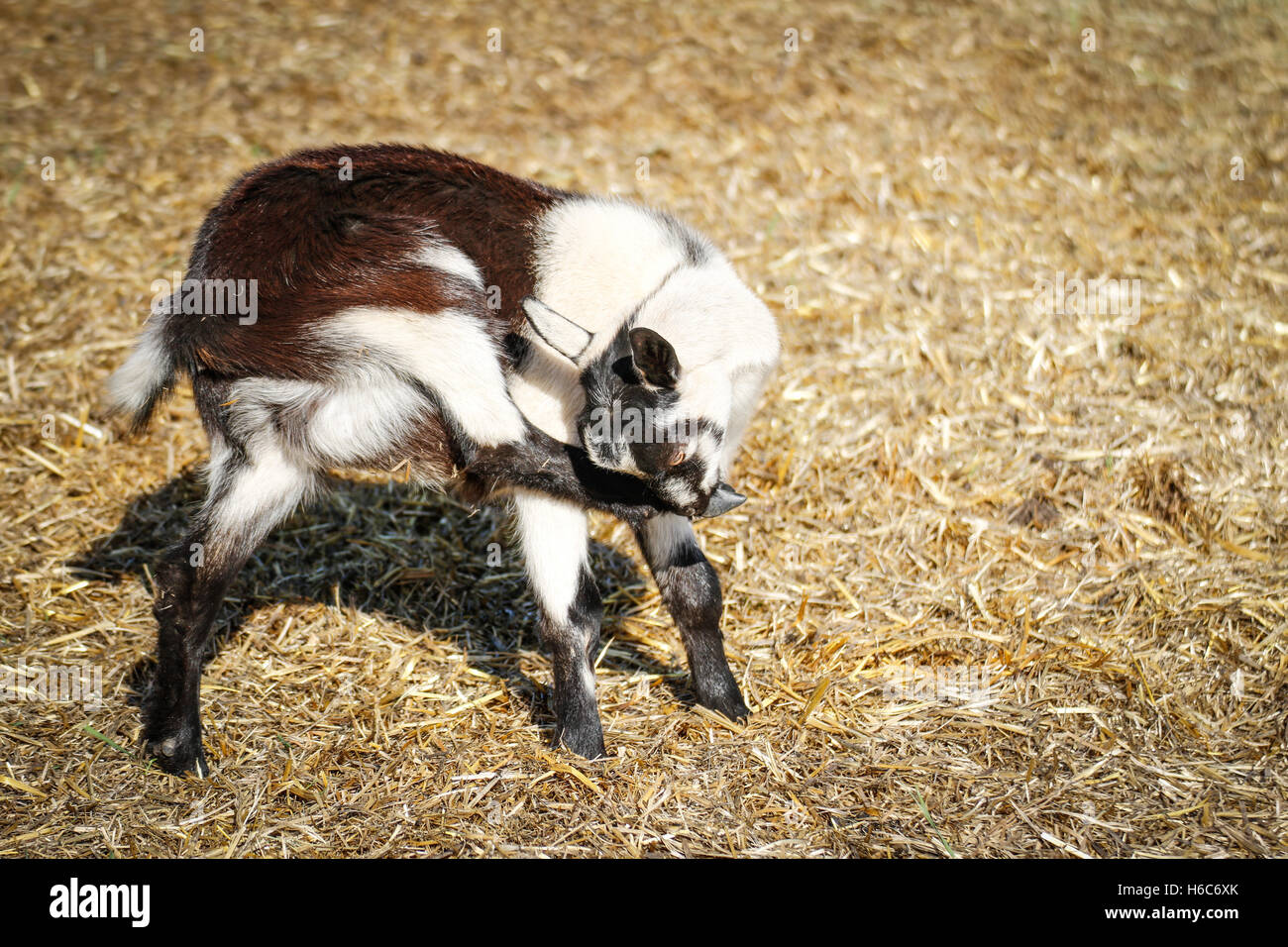 Goats playing outside Stock Photo - Alamy