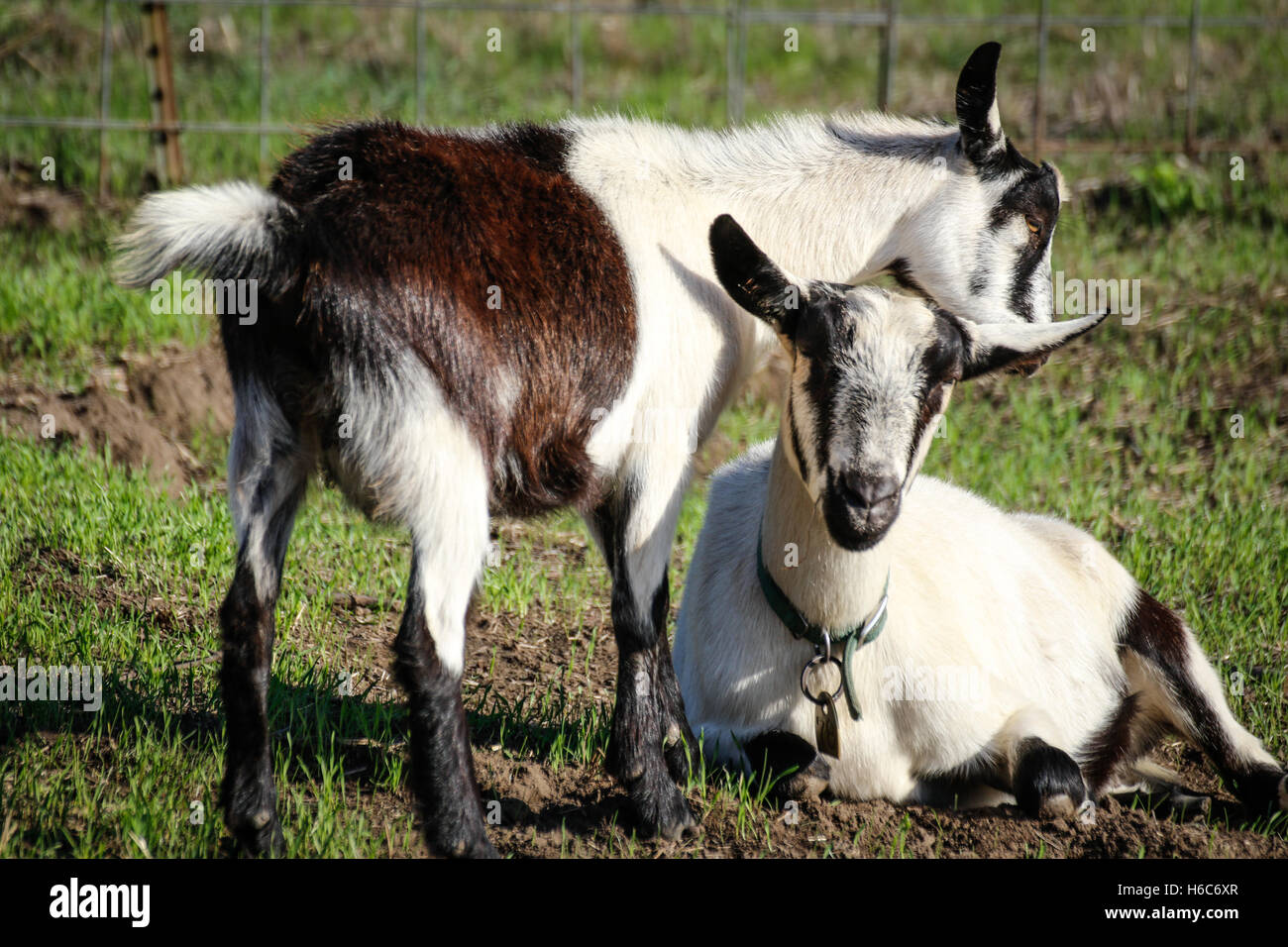 Goats playing outside Stock Photo - Alamy