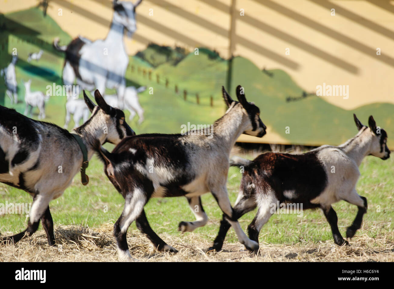 Goats playing outside Stock Photo - Alamy