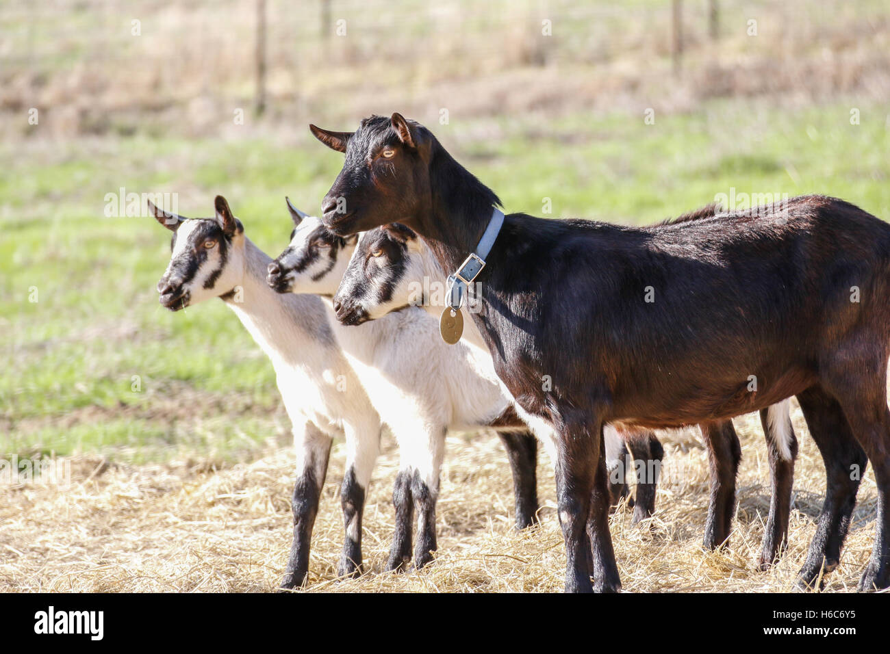 Goats playing outside Stock Photo - Alamy