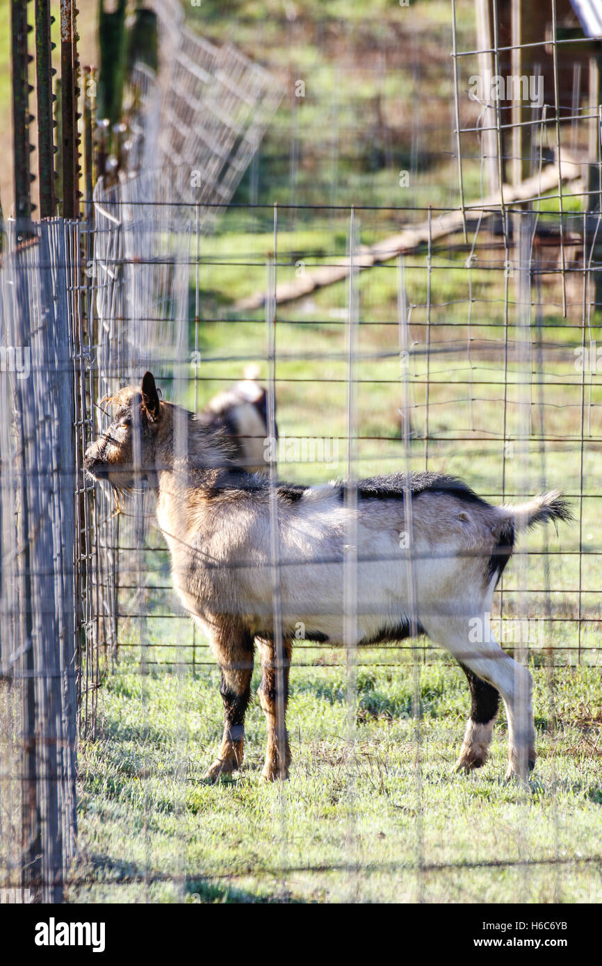 Goats playing outside in a pen Stock Photo - Alamy