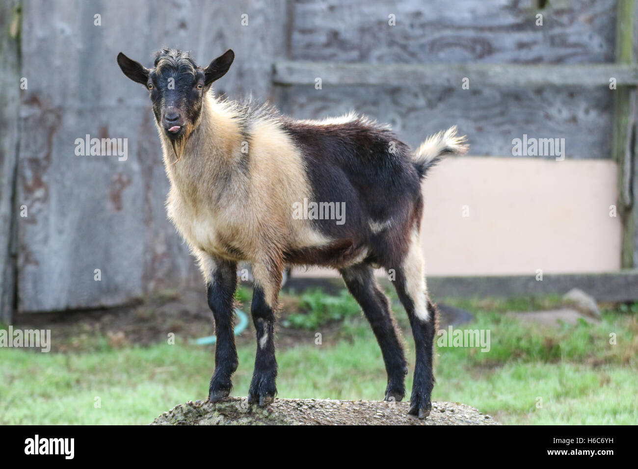 Funny goat hi-res stock photography and images - Alamy