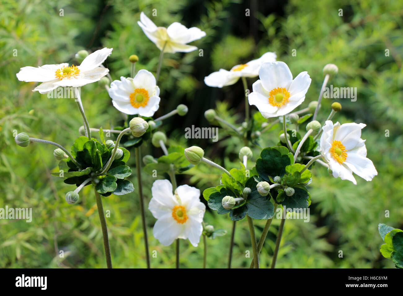 Beautiful fresh flowers in nature background Stock Photo - Alamy