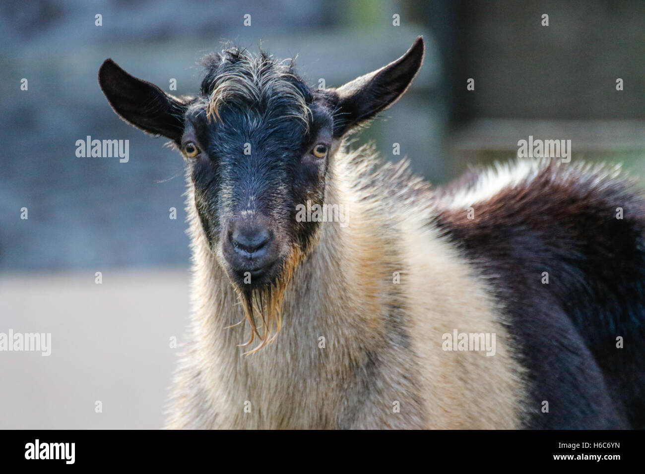 Billy goat standing around Stock Photo - Alamy