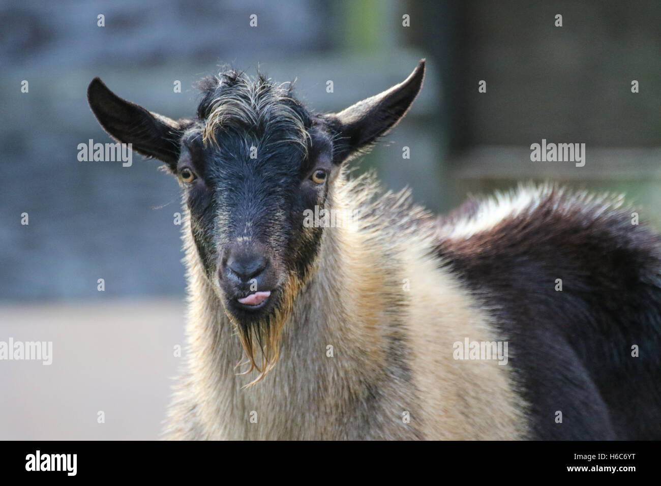 Billy goat standing around Stock Photo - Alamy