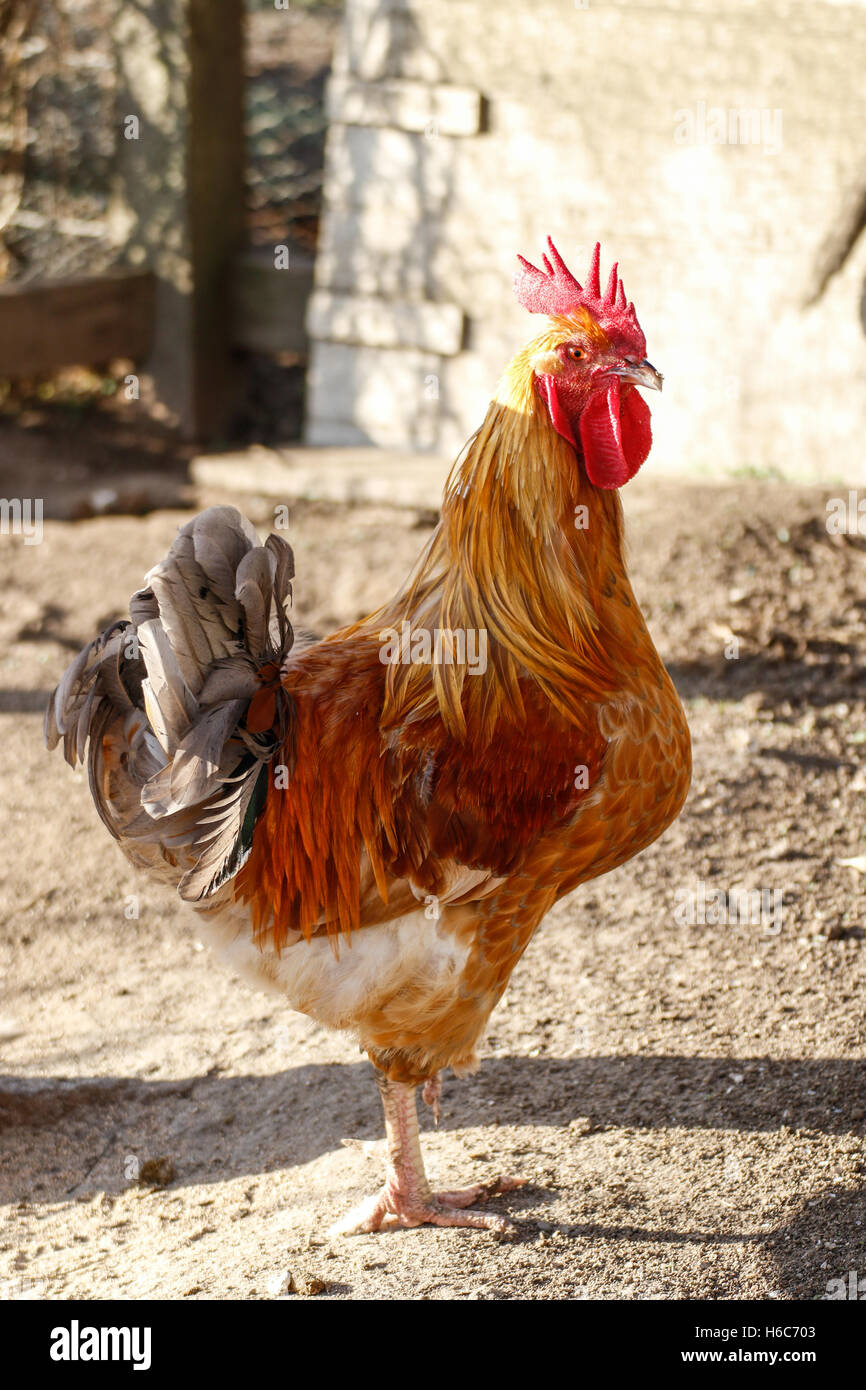 Hen standing on one leg Stock Photo - Alamy
