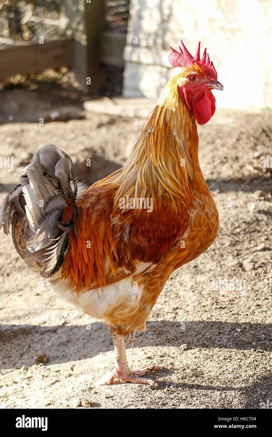 Hen standing on one leg Stock Photo - Alamy