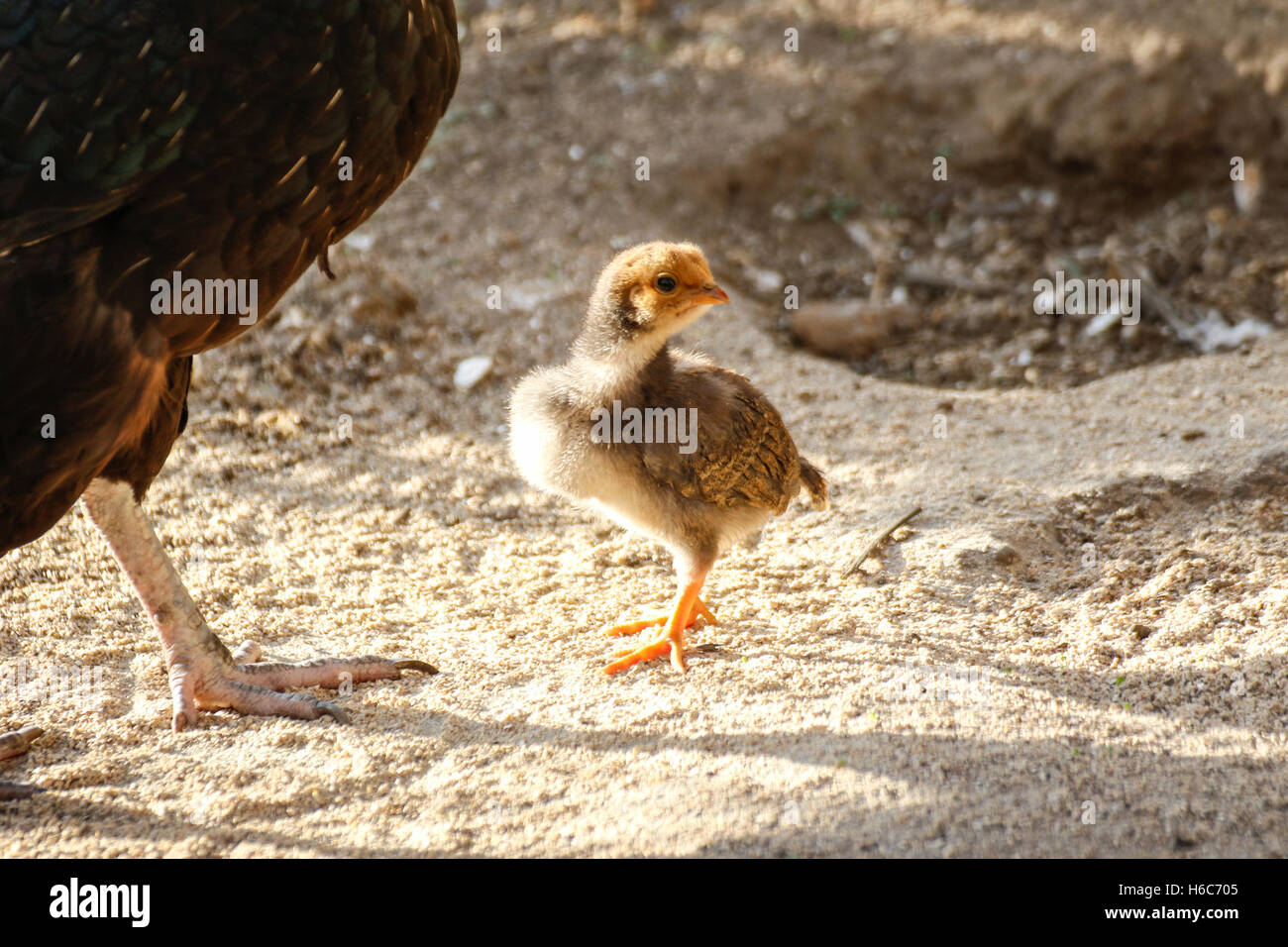 Baby hen hi-res stock photography and images - Alamy