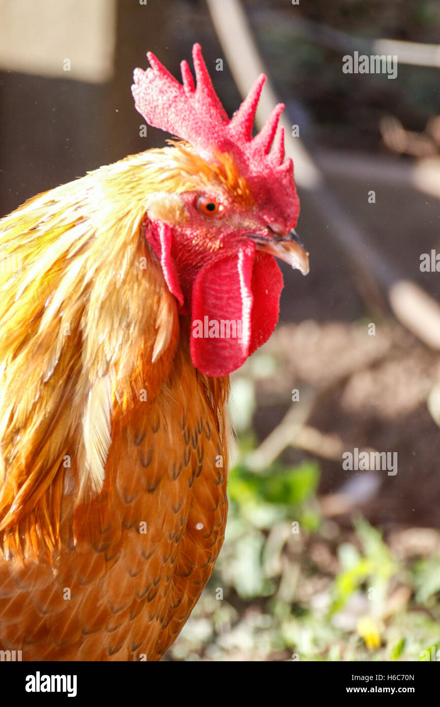 Hen standing on one leg Stock Photo - Alamy