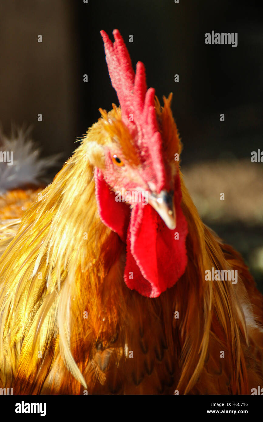 Hen standing on one leg Stock Photo - Alamy