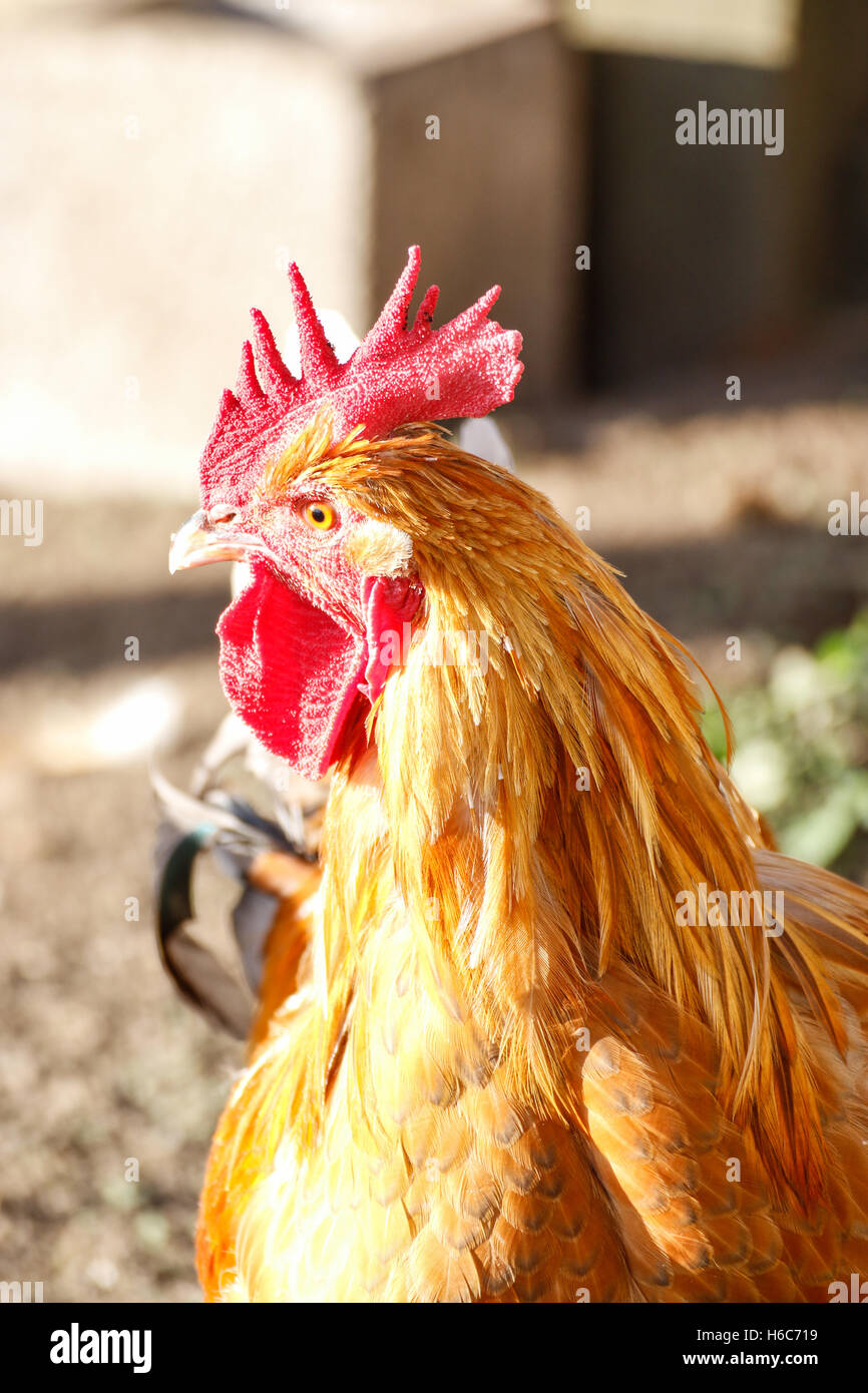Hen standing on one leg Stock Photo - Alamy