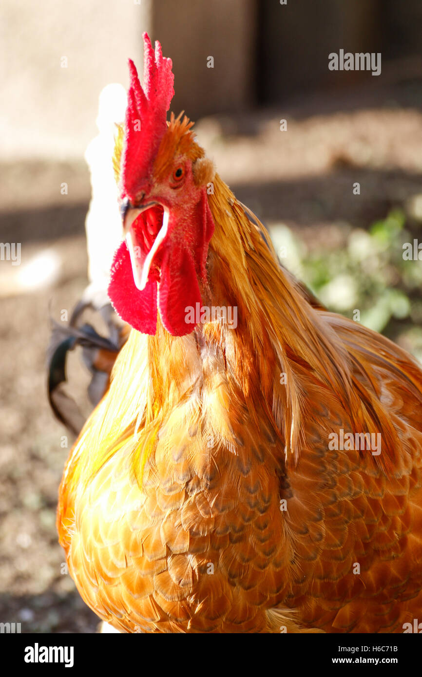 Hen standing on one leg Stock Photo - Alamy