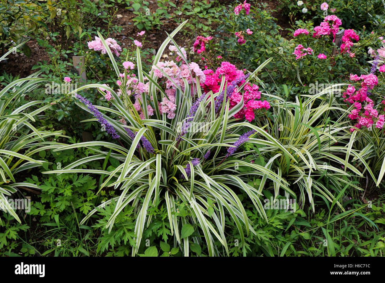 Beautiful fresh flowers in nature background Stock Photo - Alamy