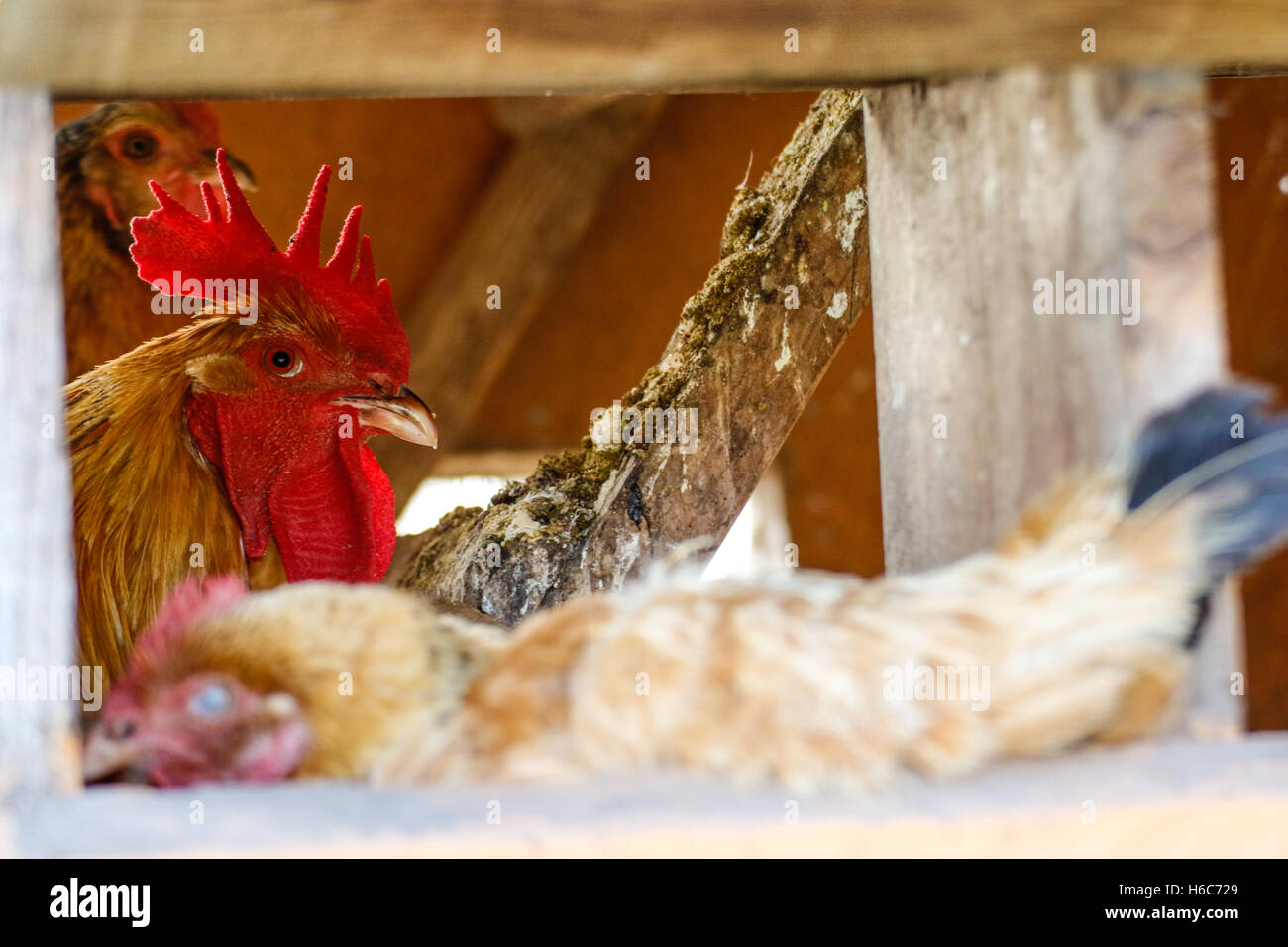Inside chicken house hi-res stock photography and images - Alamy