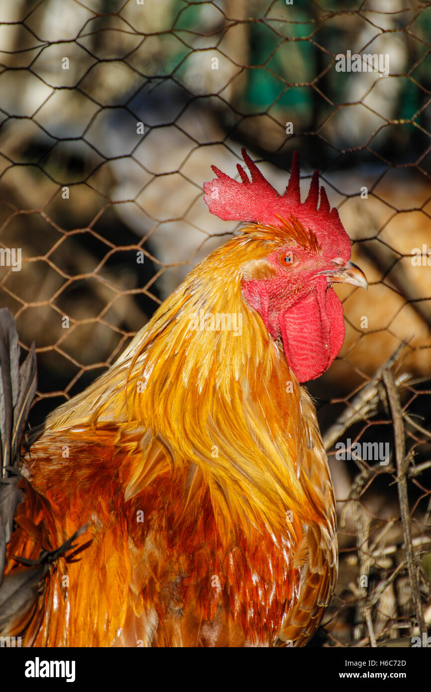 Hen standing on one leg Stock Photo - Alamy