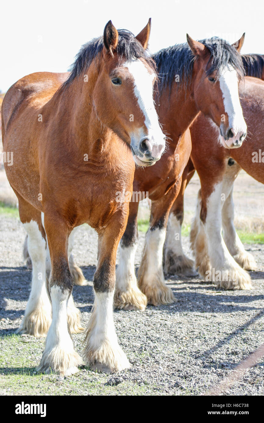 Clydesdales hi-res stock photography and images - Alamy
