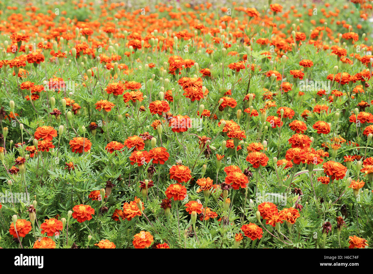 Flower bed as a background with many beautiful colorful flowers Stock ...
