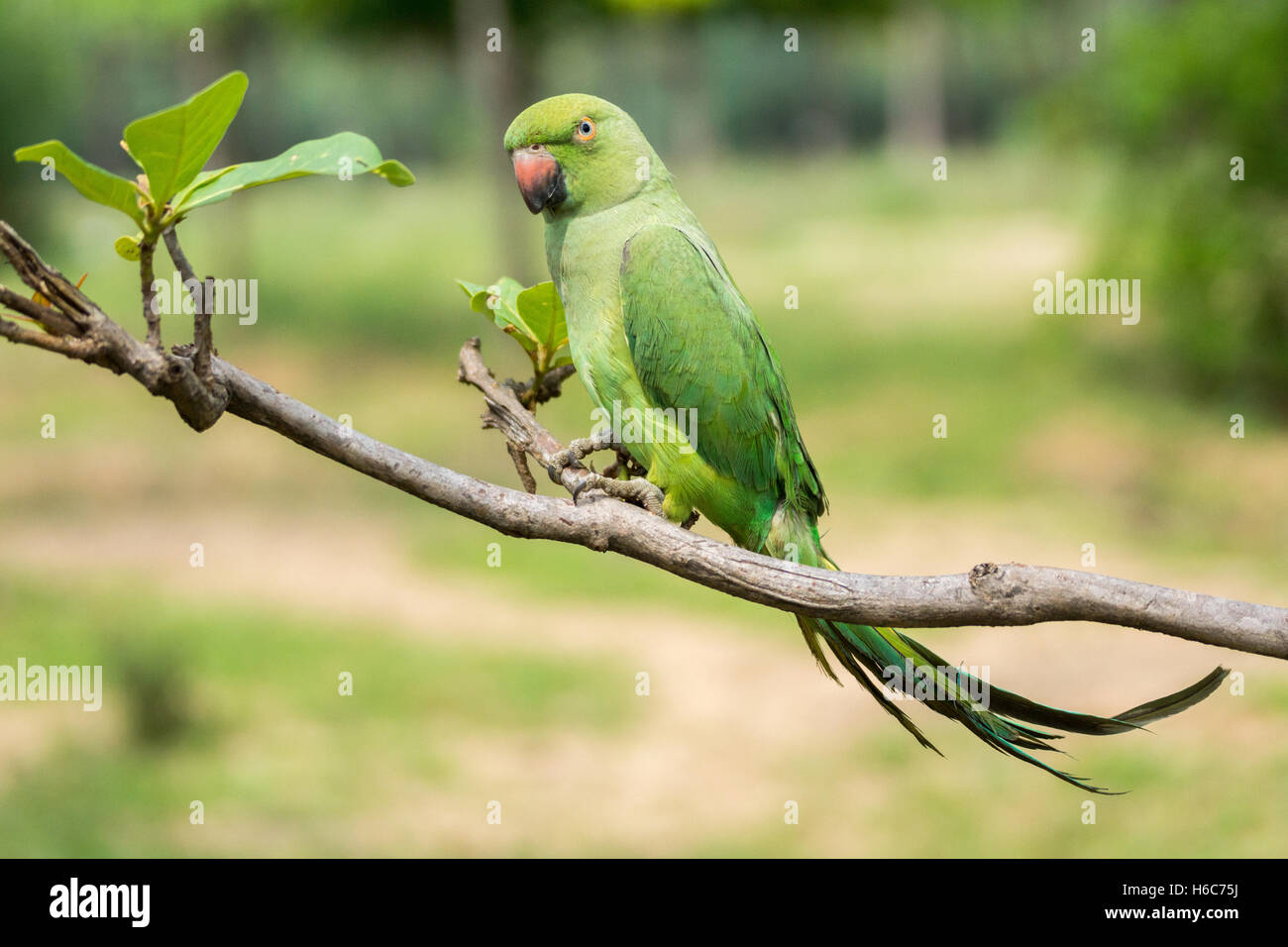 Green fortune telling parrot on branch of tree Stock Photo - Alamy