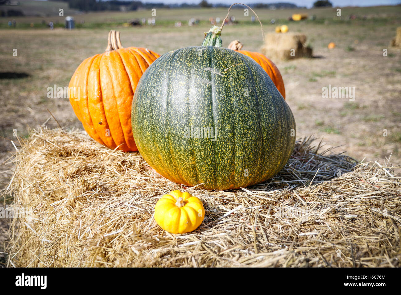 Pumpkin halloween autumn pumpkin picking hi-res stock photography and ...