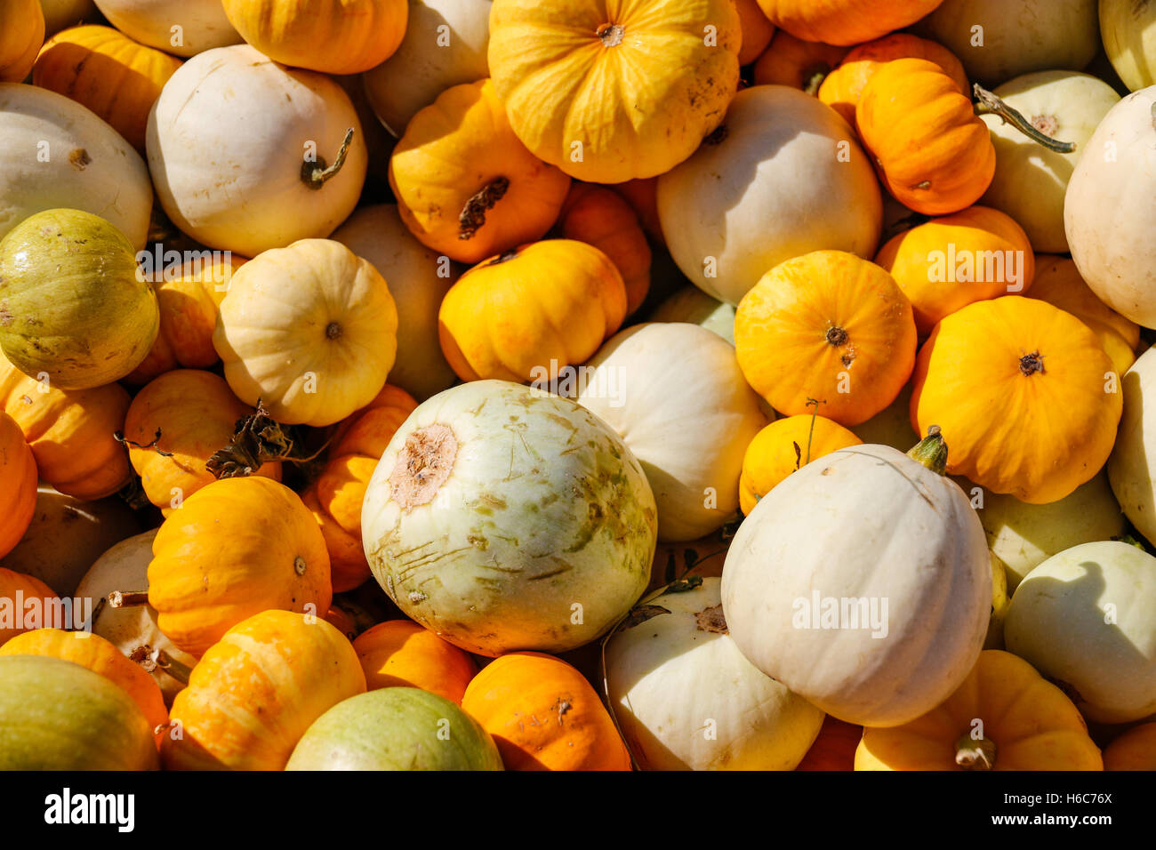 Picking pumpkins at the pumpkin patch Stock Photo - Alamy