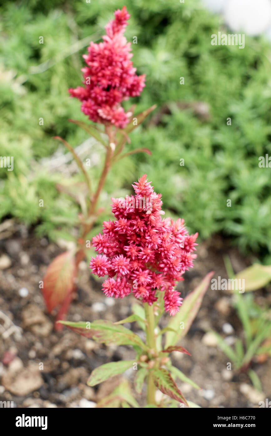 Beautiful fresh Amaranthus flowers in nature background Stock Photo - Alamy
