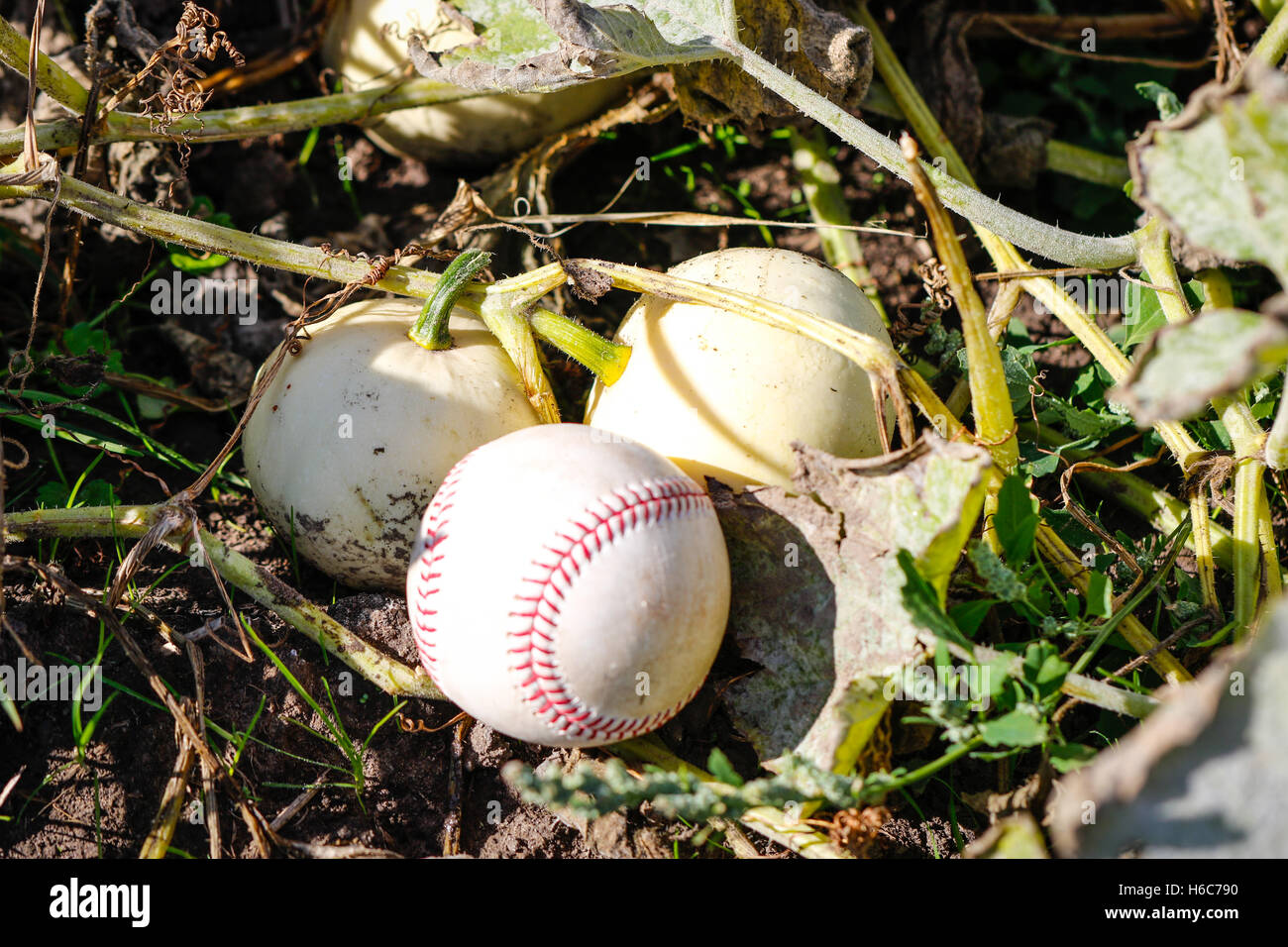 Baseball playoffs in October Stock Photo - Alamy