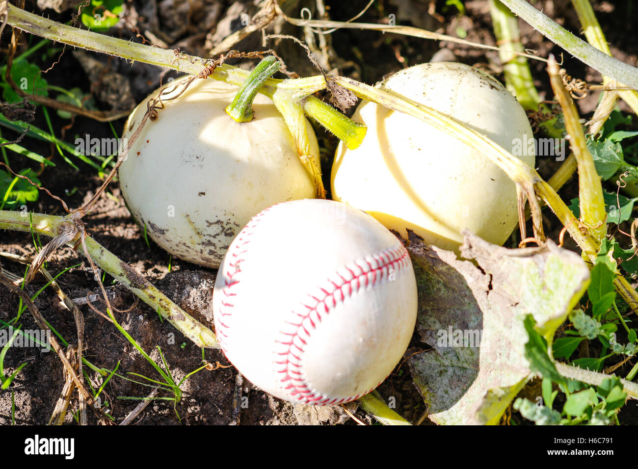 Fall baseball hi-res stock photography and images - Alamy