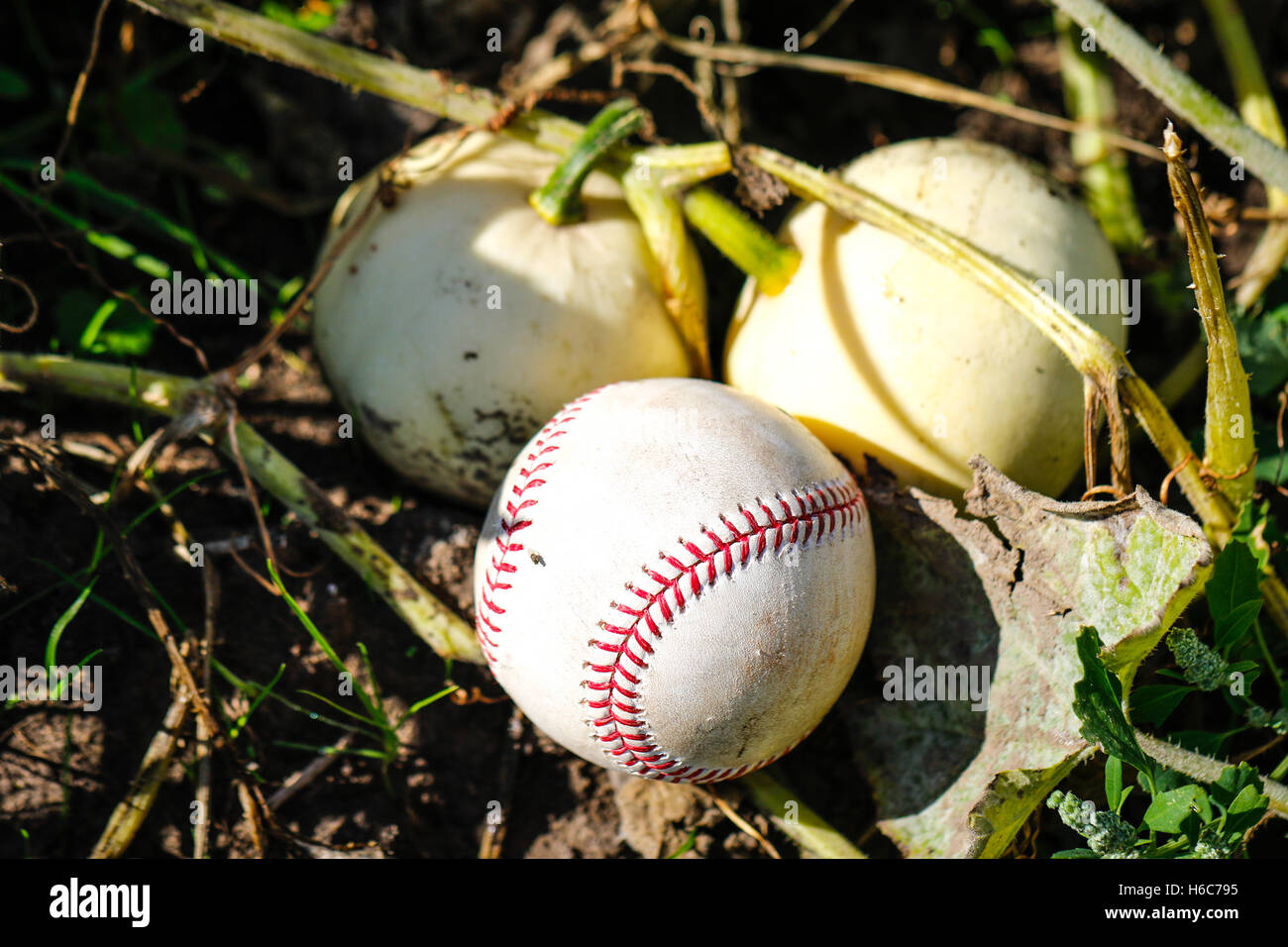 Baseball playoffs in October Stock Photo - Alamy