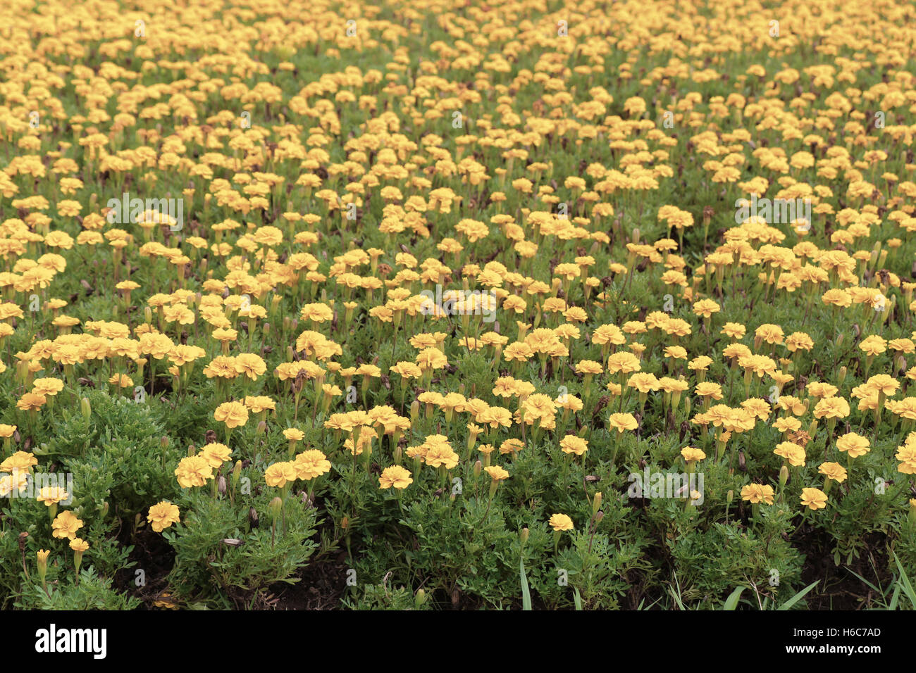Flower bed as a background with many beautiful colorful flowers Stock ...