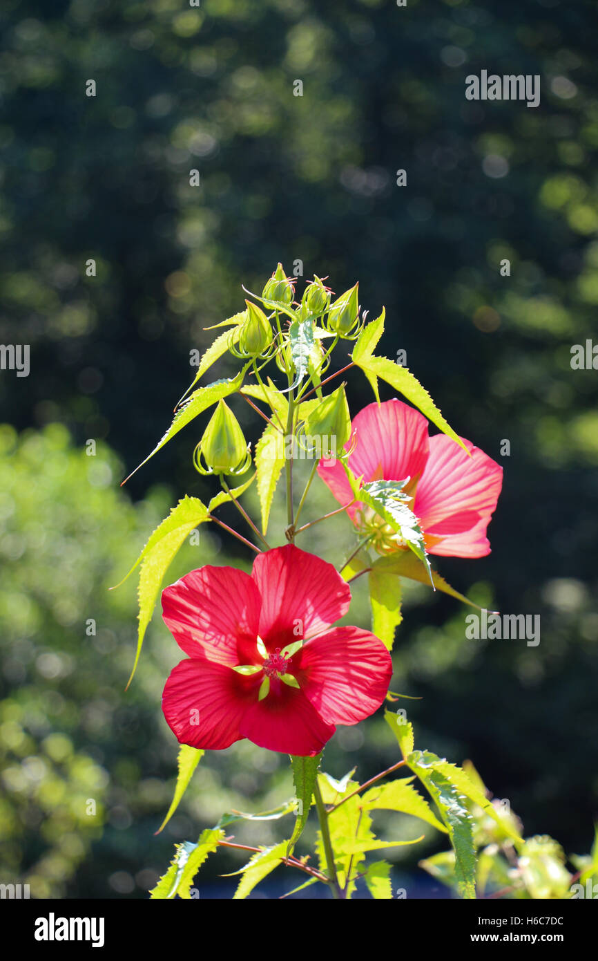 Beautiful fresh flowers in nature background Stock Photo - Alamy