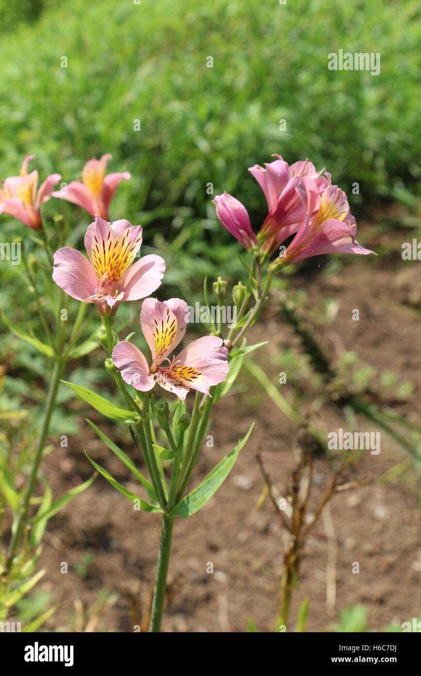 Beautiful fresh lily flowers in nature background Stock Photo - Alamy
