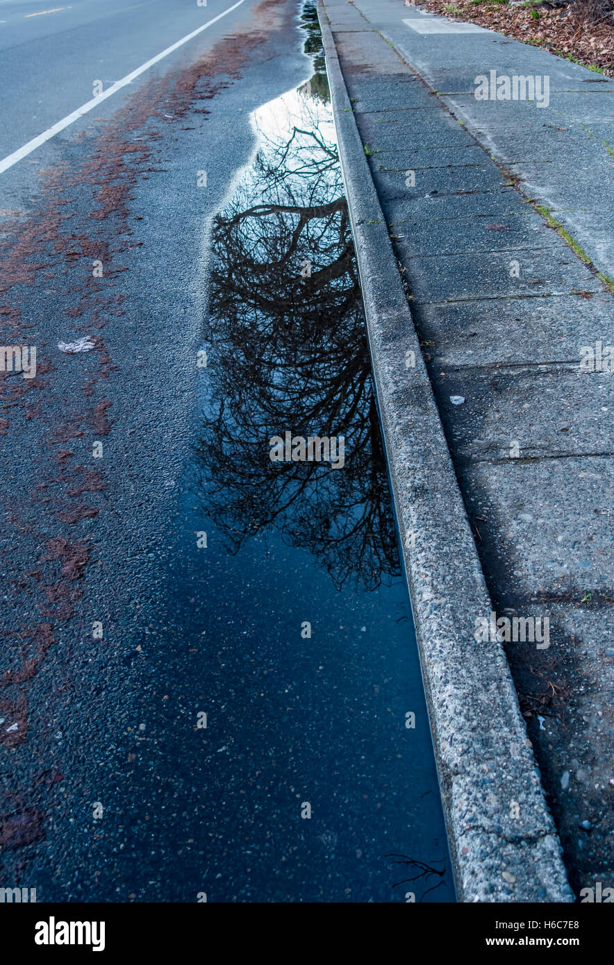A puddle next to a sidewalk reflects a tree in winter. Shot taken in ...