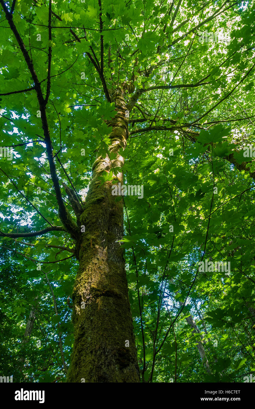 Looking up a tree trunk as sunlight shines through the green leaves ...
