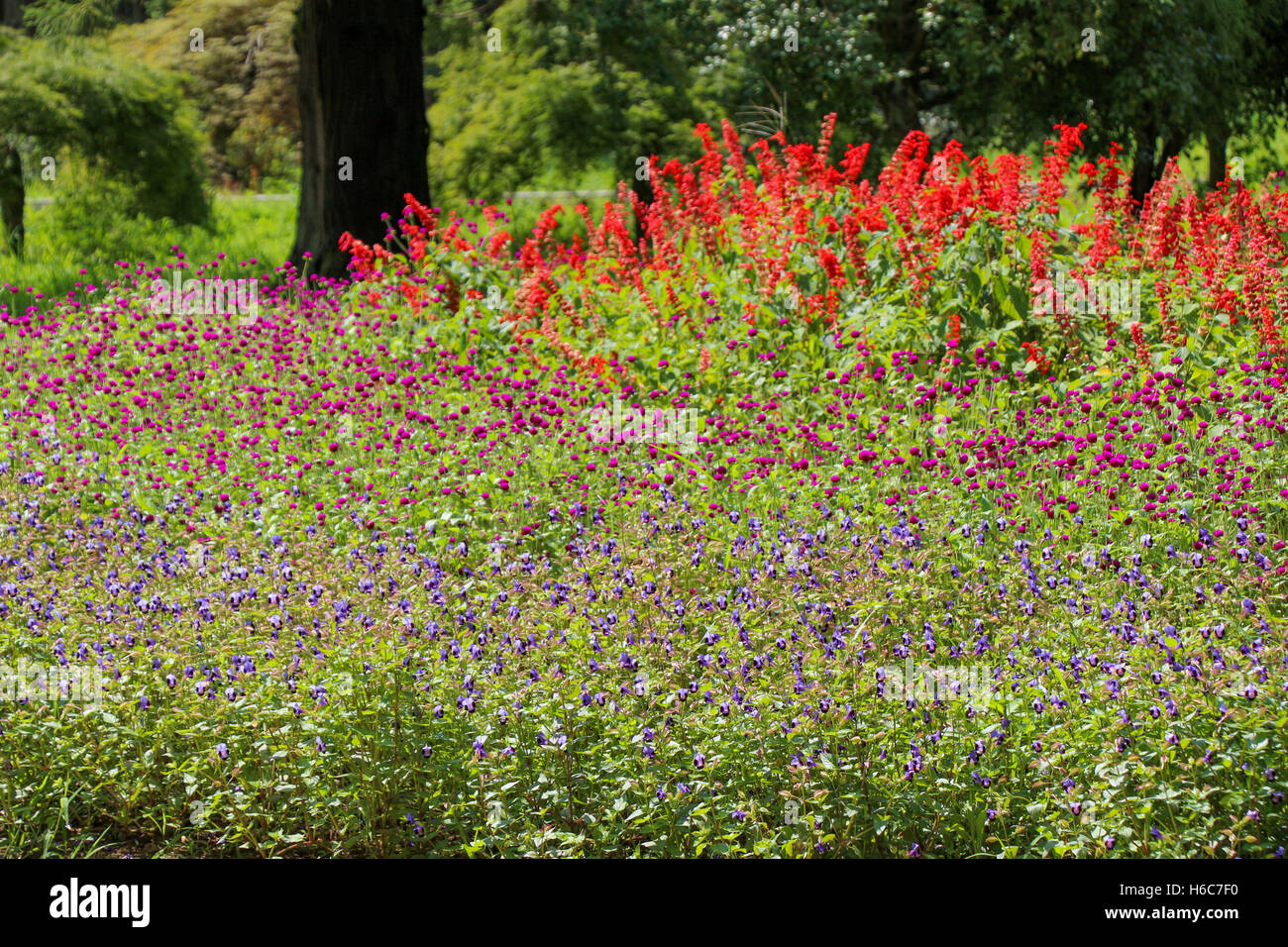Beautiful colorful flower garden with various flowers Stock Photo - Alamy