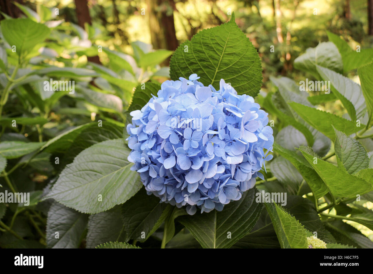 Beautiful fresh hydrangea flowers in nature background Stock Photo - Alamy