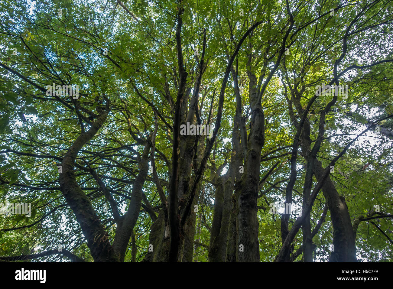 Seattle discovery park hi-res stock photography and images - Alamy
